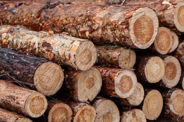 Árboles editados facilitaría la producción de madera